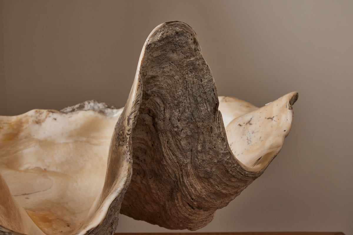 Giant Clam Shell – Hollis Pasadena